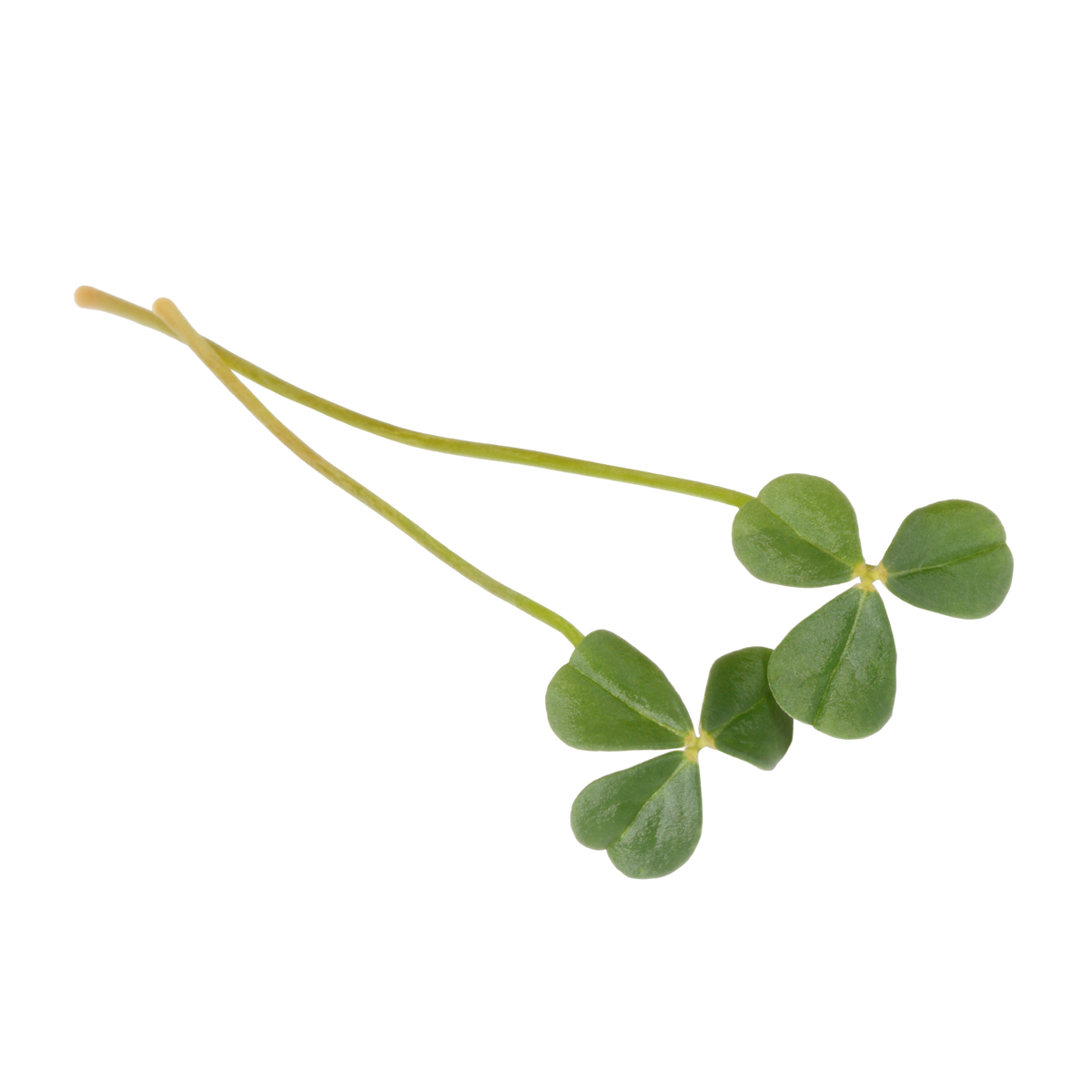 Citra Leaves® (1 x 25 pcs) – Koppert Cress Webshop